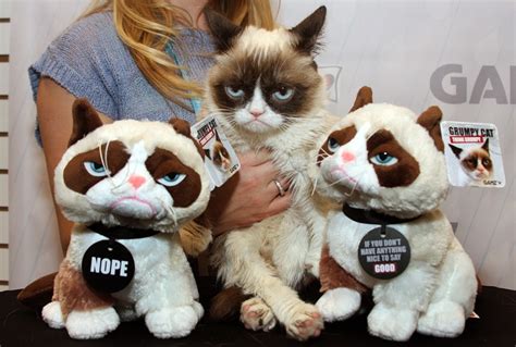 Grumpy Cat секреты успеха самого богатого кота Softmixer