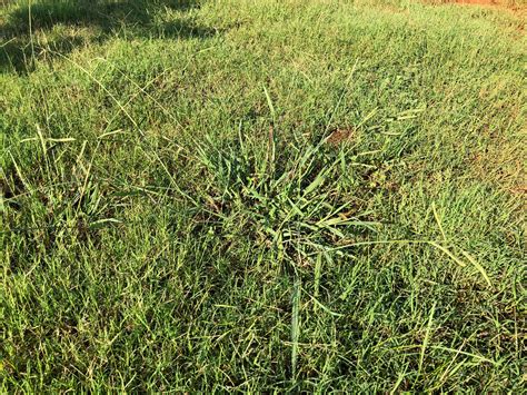 How To Get Rid Of Dallisgrass Weeds Weed Control