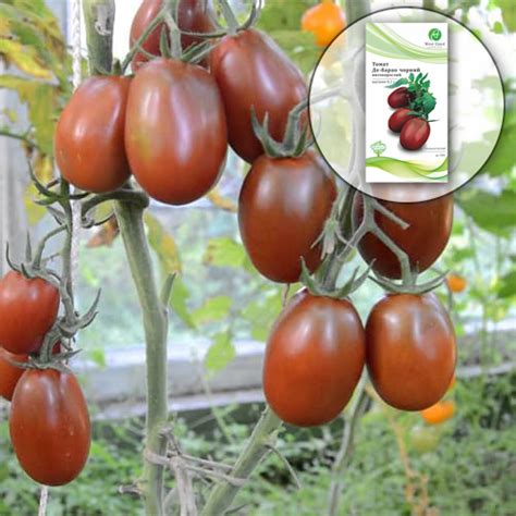 Каталог насіння Westgard