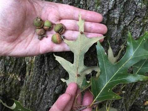 Quercus Falcata Fagaceae