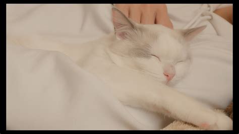 甘えんぼ猫の寝起きルーティン 猫 ラグドール Ragdollcat Youtube