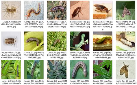 【数据集】【yolo】【目标检测】害虫分类识别数据集 3472 张，yolo农业害虫识别算法实战训练教程，yolo农作物害虫分类识别。农业害虫数据集 Csdn博客