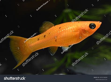Molly Species