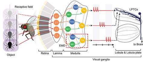kaist develops motion detecting insect mimic semiconductor mirage news