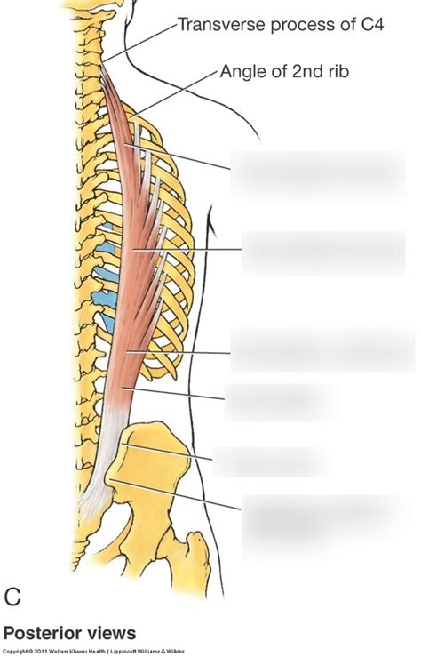 Diagram Of Axial Muscles Epaxial And Hypaxial Quizlet