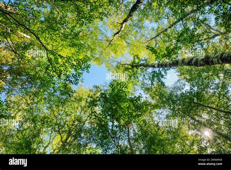 View Upwards To The Treetops In The Birch Forest Sun Shining Through The Canopy Canton Jura