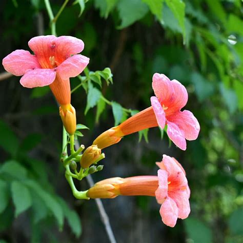 Caleb Soronen Last Couple Of Denman Estate Park For Facebook