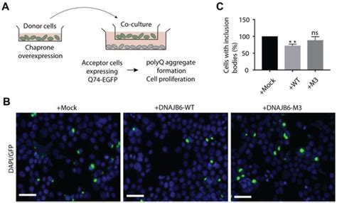 DNAJB Containing Extracellular Vesicles As Chaperone Delivery Systems A Proteomic Analysis