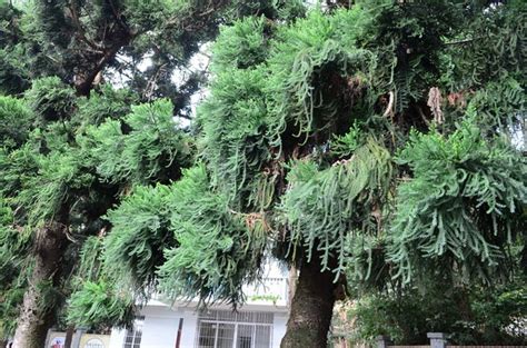 南方常见树木 南方树木名称大片 广东常见树木图片大全 文秘苑图库