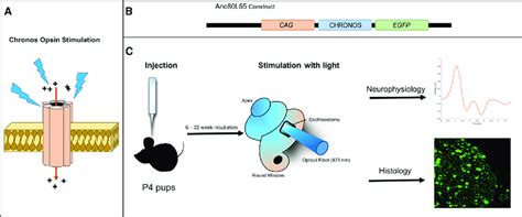 Methodology For Cochlear Optogenetics In Vivo A Schematic Showing