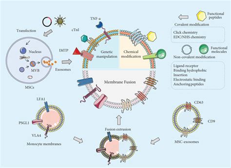 Three Common Strategies For Membrane Surface Modification Of