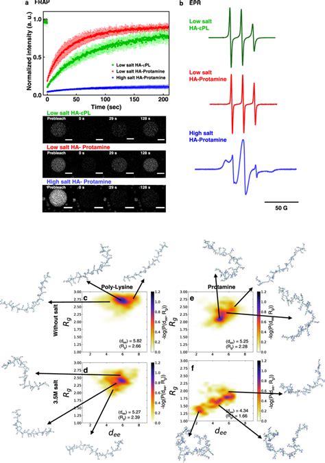 Chain Dynamics And Conformational Properties Of Protamine And εpl A