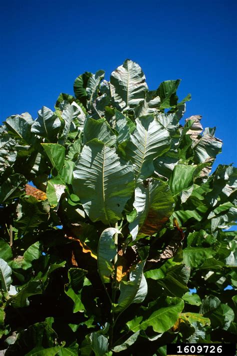 Bigleaf Magnolia Magnolia Macrophylla