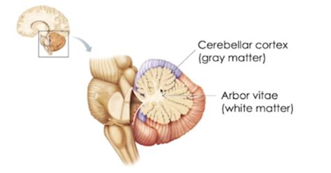 Functions Of Cerebellum Components Of Diencephalon And Limbic System