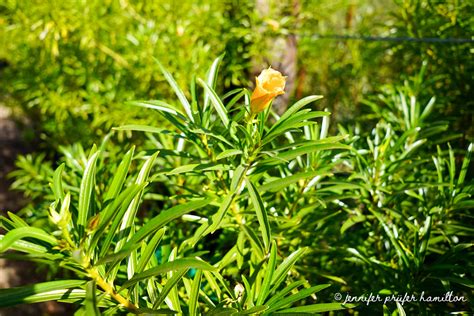 Cascabela Thevetia — Gdnc Nursery