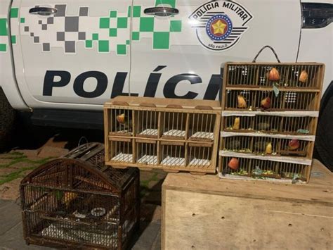 Gramense é Multado Em 53 Mil Reais Por Manter Aves Da Fauna Silvestre
