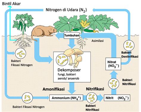 Siklus Daur Nitrogen Generasi Biologi My Xxx Hot Girl