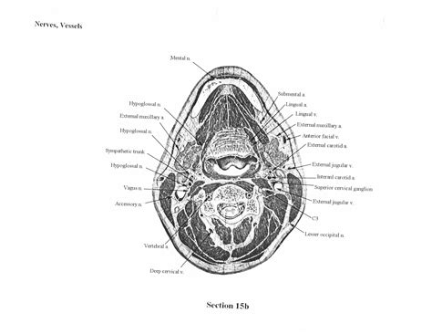 Cross Sectional Human Anatomy