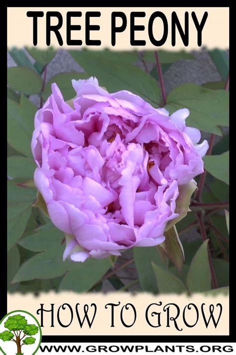 Tree Peony How To Grow And Care