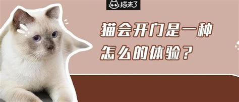 猫学会了开门，能把人逼成啥样？ 知乎