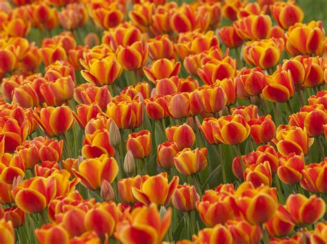 Пролетни багри Сн 52 Фото галерии Vesti Bg