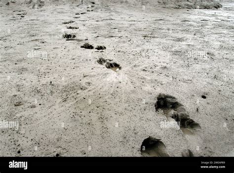 Fishing Is The Livelihood For Many Families In The Sundarbans The Largest Delta In The World