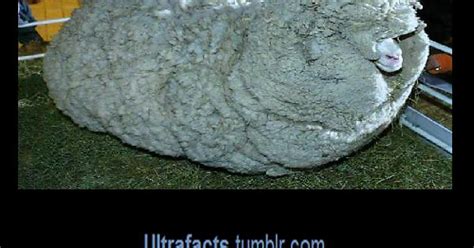 This Sheep Imgur