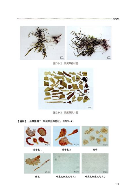 凤尾草 江苏省中药饮片炮制规范2020年版 蒲标网