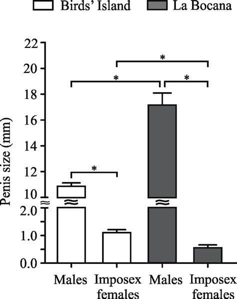 Size Of The Penis In Males And Pseudo Penis In Females With Imposex