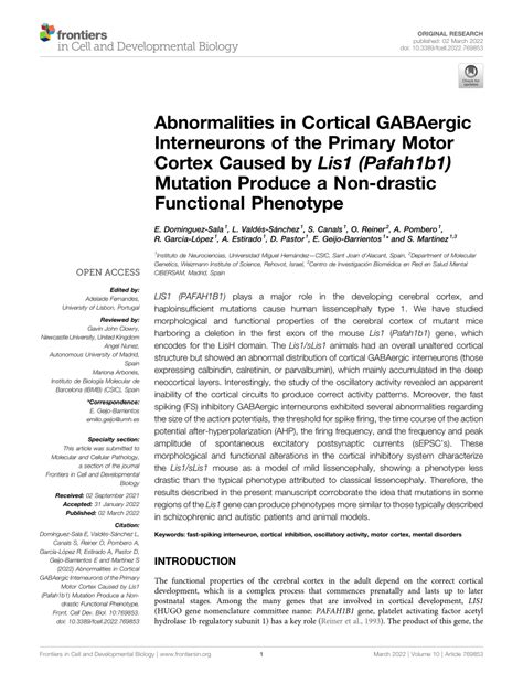 Pdf Abnormalities In Cortical Gabaergic Interneurons Of The Primary Motor Cortex Caused By