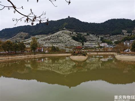 2021年渝北印盒李花节的第一天【2021赏花记】 游山玩水 重庆购物狂