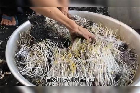 豆芽无人买，大叔听儿子劝，用火山灰当肥料，谁料去年赚了几十万火山灰肥料儿子