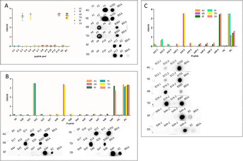 Map Of The Linear Epitope Negative Control Nc Bsa A The Peptide Download Scientific