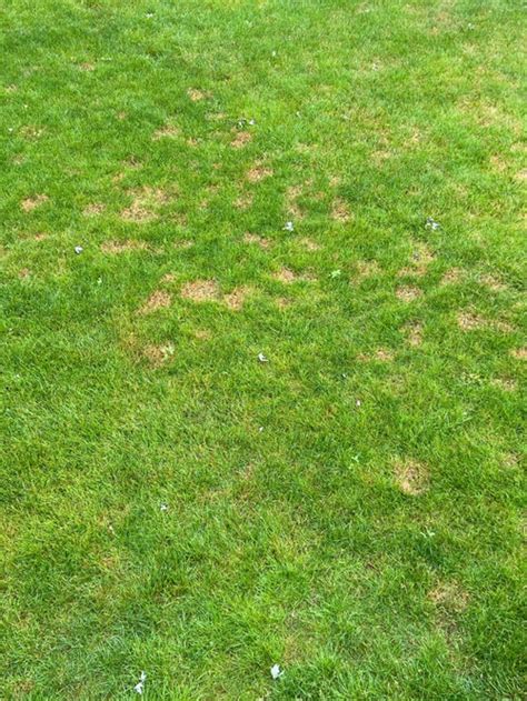 Lawn Disease Dollar Spot