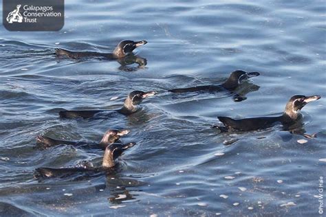 Galapagos Penguin Galapagos Conservation Trust