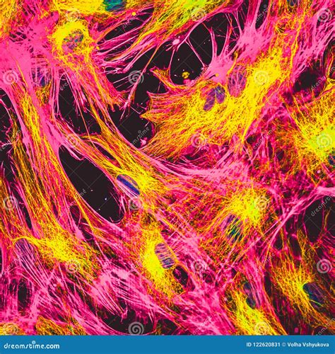 Confocal Microscopy Of Fibroblast Cells Stock Image
