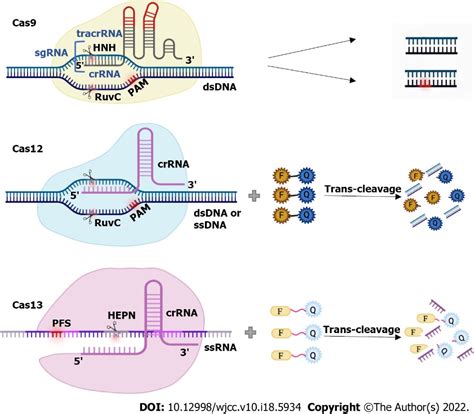 Crispr Cas 9