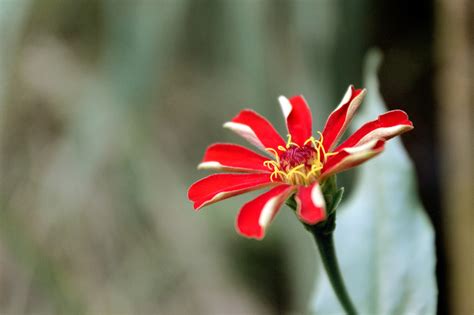 Bunga Mekar Tanaman Foto Gratis Di Pixabay Pixabay