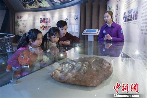 海外追缴国宝级恐龙化石常州特展 让恐龙“活”起来化石恐龙特展新浪新闻