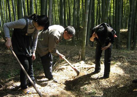 挖冬笋春笋冬笋图片大山谷图库