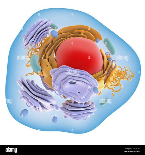 Computer Artwork Showing The Organelles In A Eukaryotic Cell This Is