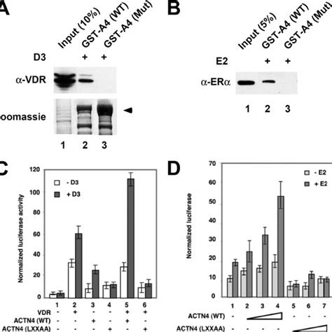 Lxxll Motif Is Essential For The Actn4 To Potentiate Nuclear