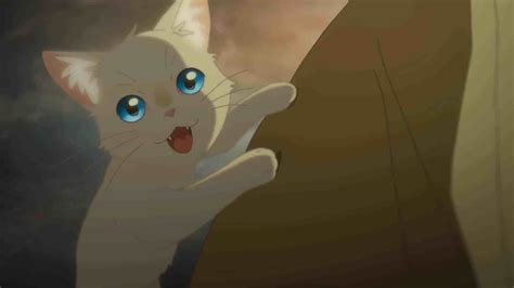 A Whisker Away Cat Wallpapers Wallpaper Cave