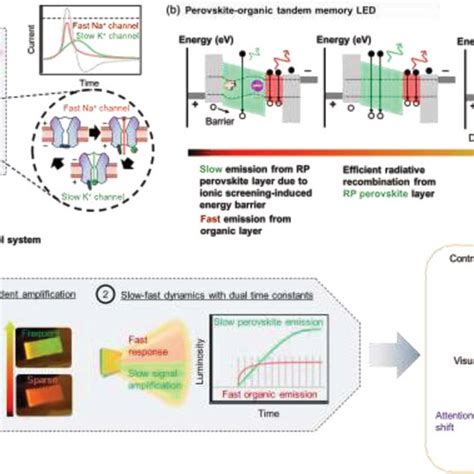 Neuromorphic Control System Based On Organic‐perovskite Tandem Memory Download Scientific