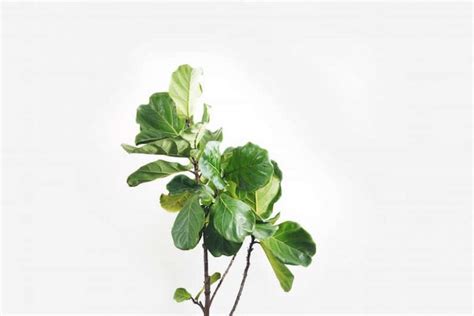 5 Simple Steps To Fix A Leggy Fiddle Leaf Fig 2025
