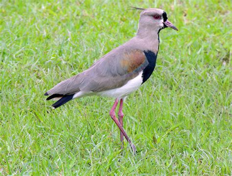 Quero Quero Defendendo Seu Ninho Aves De Joinville