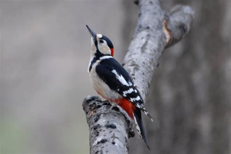 アカゲラ 赤啄木鳥 あかげら