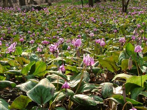 佐野市万葉自然公園かたくりの里ロケナビ検索栃木県フィルムコミッション