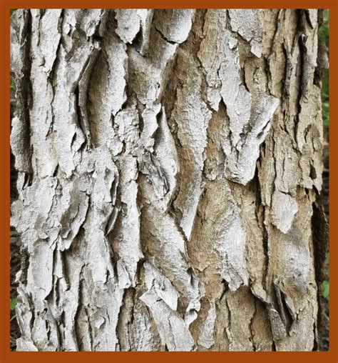 The Importance of Bark - Grimm's Gardens