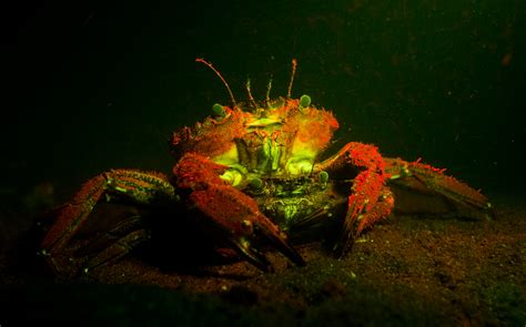 Velvet Swimming Crabs Bio Fluorescence Wildderrynane